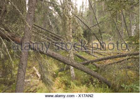 Drunken forests caused by global warming induced permafrost melt Stock ...