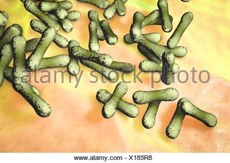Corynebacterium diphtheriae, computer illustration. C. diphtheriae is ...