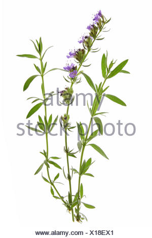 Hyssop, Hyssopus officinalis, branch, leaves, Isop, herbs Stock Photo ...