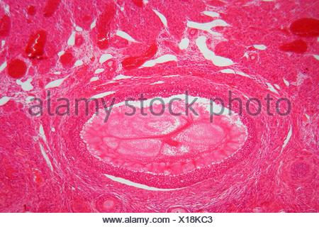 Ovary tissue under the microscope Stock Photo: 93555447 - Alamy