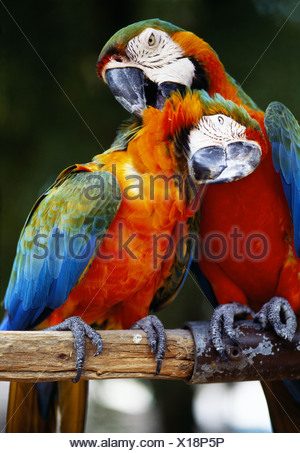 Macaw Parrot, Bahamas Stock Photo: 43766571 - Alamy
