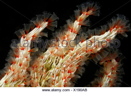 Colony of Tangled Tube Worms, Filogranella elatensis, Komodo Stock ...