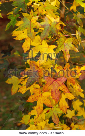 Liquid Amber Autumn leaves changing colour Stock Photo - Alamy