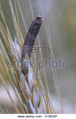 ergot, blood root (Claviceps purpurea), ergot on barley, Germany Stock ...