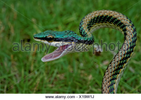 Mexican parrot snake (Leptophis mexicanus) with open-mouth threat Stock ...