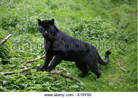 Standing Black Panther (Panthera pardus) with curled tail resting on ...