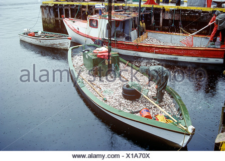Newfoundland fishing boat or dory Stock Photo: 124117793 - Alamy