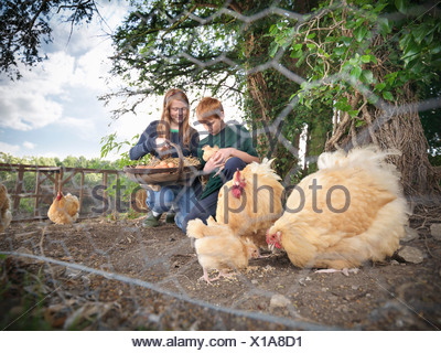 Boy collecting eggs from hen house Stock Photo: 89572745 - Alamy