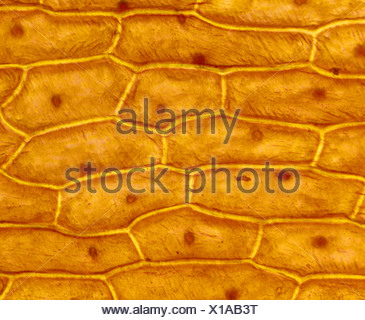 ONION SKIN CELLS EPIDERMAL CELLS SHOWS CELL STRUCTURE AND NUCLEUS Stock ...