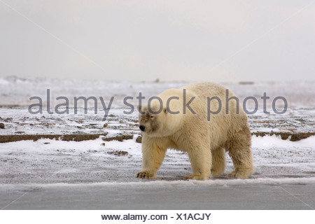 Polar bear - brown bear hybrid / polar bear-grizzly bear hybrid also ...