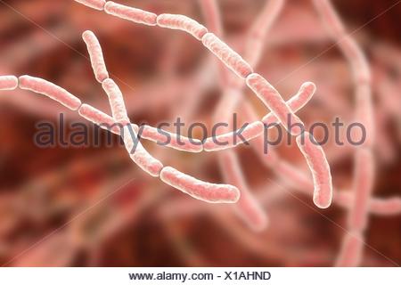 Rat bite fever bacteria. Computer illustration of chains of Stock Photo ...