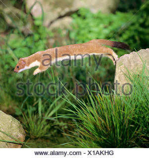 ermine, stoat (Mustela erminea), jumping over a meadow, Germany Stock ...