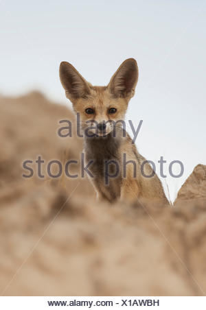 Arabian Red Fox (Vulpes vulpes arabica), Sharjah, UAE Stock Photo ...