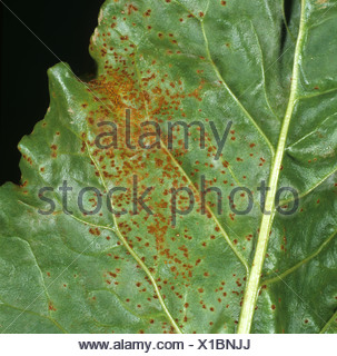 Sugar beet rust Uromyces betae pustules on sugat beet leaf underside ...