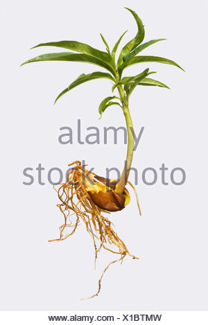 Roots and your leaves of a seedling peach tree growing from seed in ...