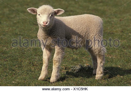 Ile de France Domestic Sheep, Lamb, a French Breed Stock Photo ...