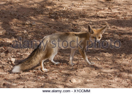 Israel, Arava Desert, Rueppell's fox and also called the sand fox Stock ...
