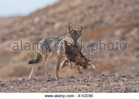 Arabian wolf (aka desert wolf Canis lupus arabs). with prey. This Stock ...
