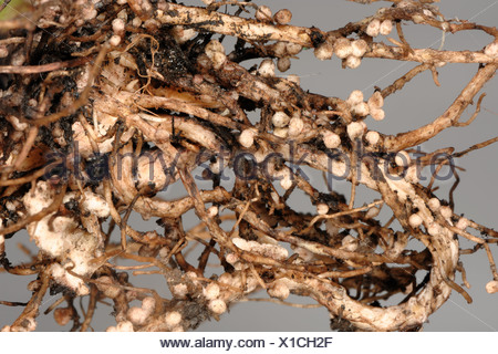 Root nodules with Rhizobium bacteria on the roots of a Garden Pea Stock ...