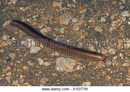 millipede, millepede, thousand-legger (Pachyiulus varius), lying on ...