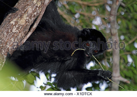 Perrier's Sifaka (Propithecus perrieri), clasping at a tree trunk Stock ...