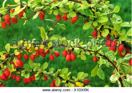 Berberis thunbergii 'Baum' barberry red berry berries fruit fruits ...