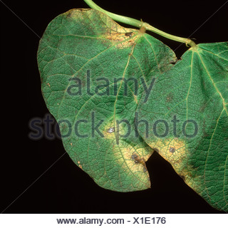 BEAN HALO BLIGHT (Pseudomonas phaseolicola) SHOWING SPOTS ON Stock ...