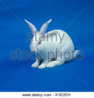A white laboratory research rabbit, breed New Zealand White Stock Photo ...