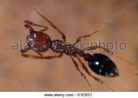 FIRE ANTS (SOLENOPSIS INVICTA) ADULT CLOSE UP / STING AND BITE Stock ...