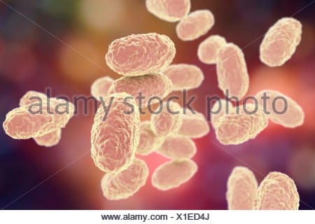 Whooping cough bacteria (Bordetella pertussis), computer illustration ...