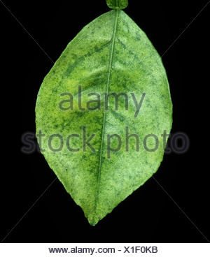 Citrus red spider mite (Panonychus citri) bronzing damage to a citrus ...