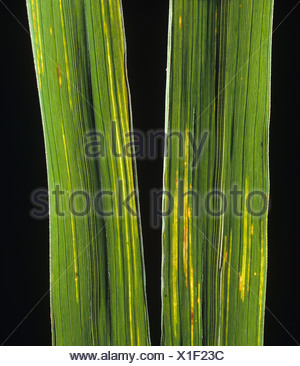 Bacterial leaf streak (Xanthomonas oryzicola) lesions on rice leaves ...