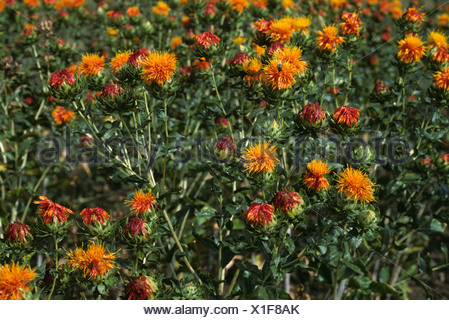 Safflower oil Carthamus tinctorius Stock Photo - Alamy