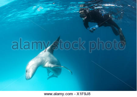 Leopard Seal and diver Stock Photo: 89756266 - Alamy