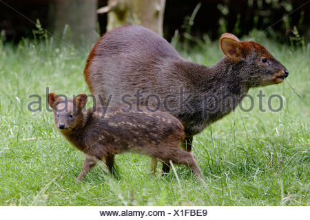 Southern Pudu (Pudu pudu), young, native to South America, captive ...