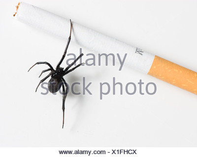 black widow spider crawling on a cigarette Stock Photo - Alamy