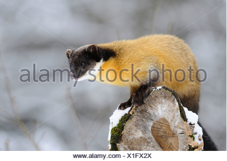 Yellow-throated Marten standing branch / Martes flavigula Stock Photo ...