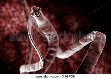 Microscopic styled visualization of a tapeworm (Cestoda Stock Photo ...