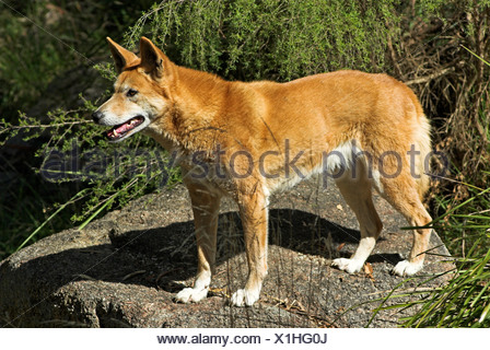Dingo at the Healesville Sanctuary near Melbourne, State of Victoria ...