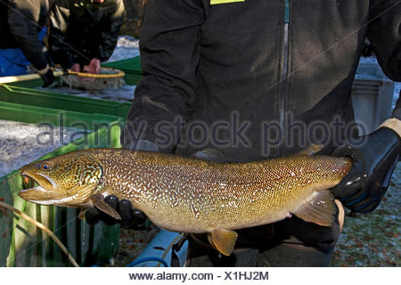 Marble trout (Salmo marmotatus), spawner at an artificial Stock Photo ...