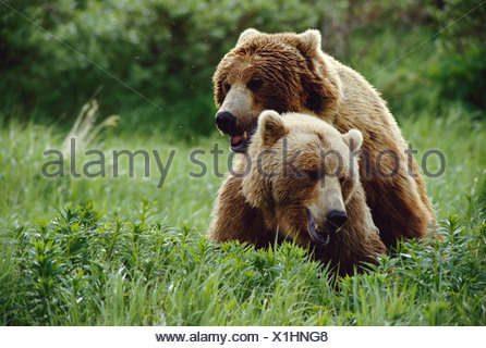 Grizzly Bear Reproduction – Grizzly Bear Mating System – GIAU