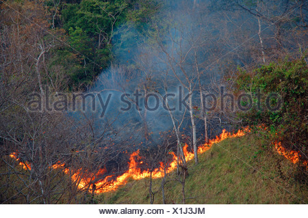 forest fire, slash and burn, Costa Rica Stock Photo - Alamy