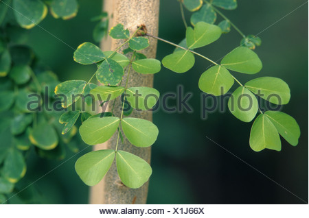 Haematoxylum campechianum bloodwood tree Stock Photo - Alamy