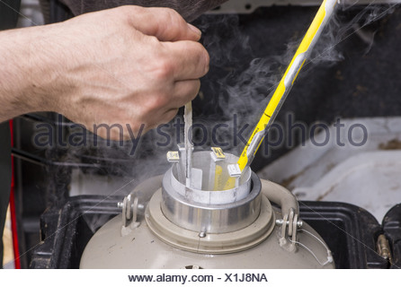 Cattle farming, straw containing embryo for embryo transfer to Stock ...
