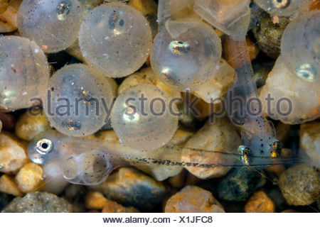whitefish, lake whitefish (Coregonus spec.), embryos in their eggs ...