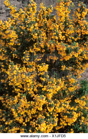 berberis x stenophylla corallina compacta orange red berries autumn ...