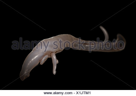 Schistosomiasis also known as snail fever is parasitic disease caused ...