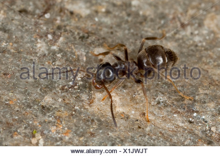 Common Black Ant, Garden Ant (Lasius niger), nest with larvae and Stock ...
