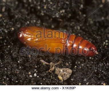 American bollworm Helicoverpa armigera pupa on soil Stock Photo ...