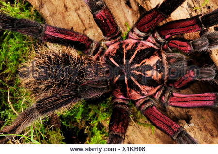 Colombian Lesserblack, Colombian lesserblack tarantula, colombian Stock ...